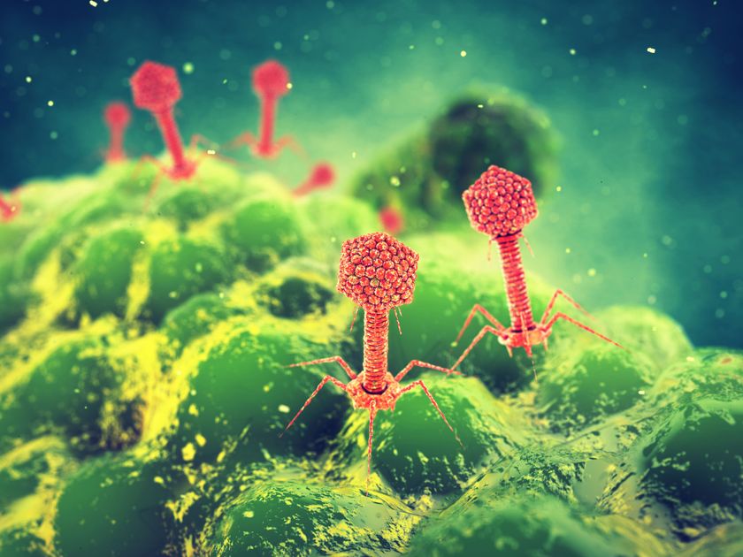 Bacteriophage therapy | UZ Leuven